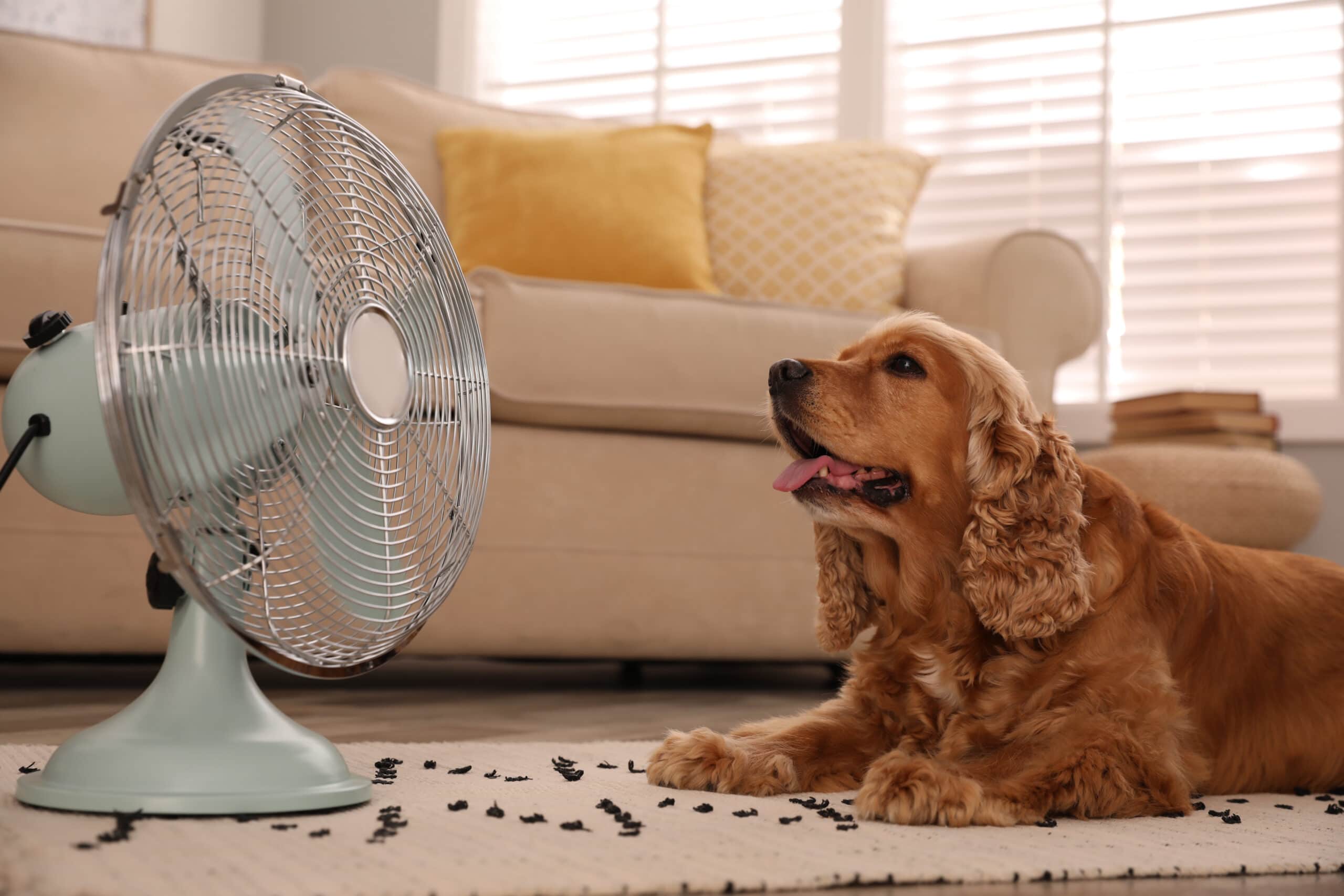 8 Home Cooling Tips to Keep You Cool All Summer Long - Ag Workers